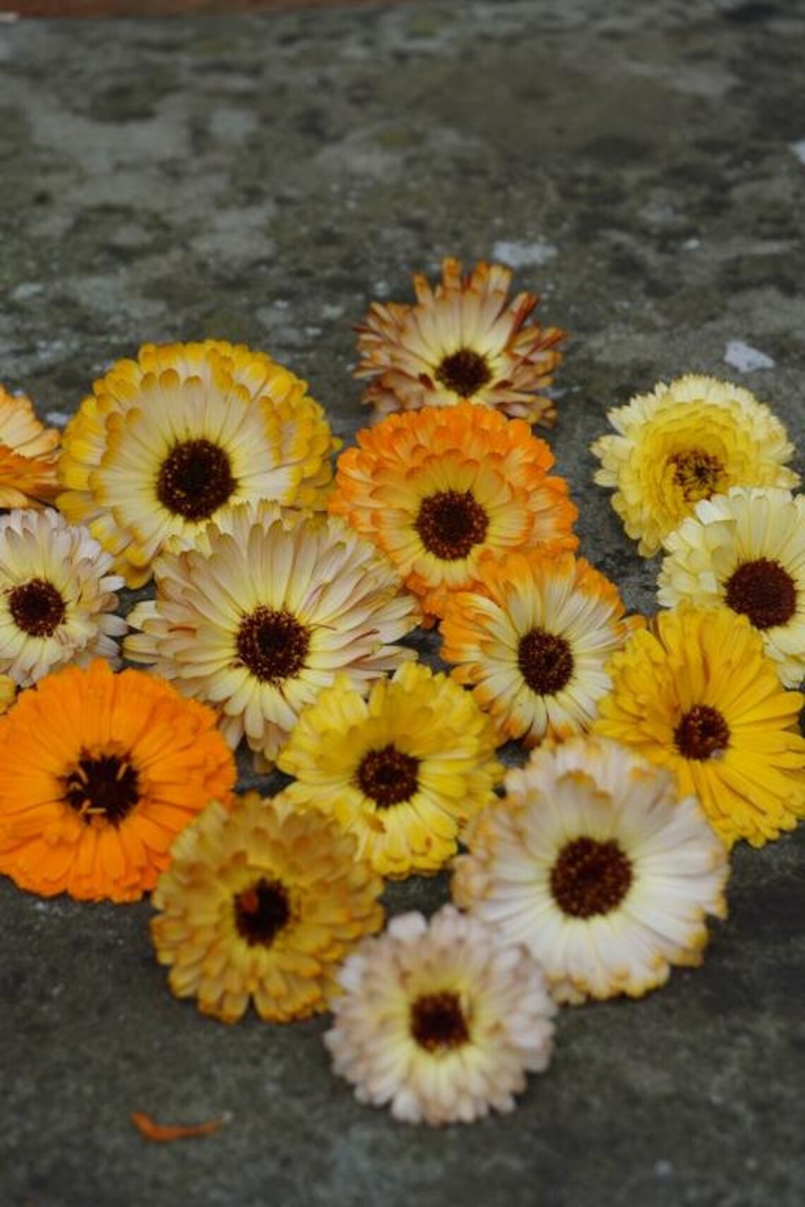 30 Seeds Playtime Mix Calendula Officinalis Pot Marigold | Etsy UK