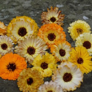 30 Seeds Playtime Mix, Calendula Officinalis, Pot Marigold - Etsy UK