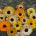 30 Seeds Playtime Mix, Calendula Officinalis, Pot Marigold - Etsy UK