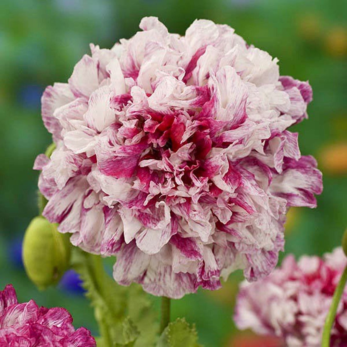 50 Seeds Flemish Antique Peony Poppy, PAPAVER Somniferum - Etsy UK