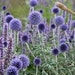 20 Seeds Echinops Ritro - Etsy UK