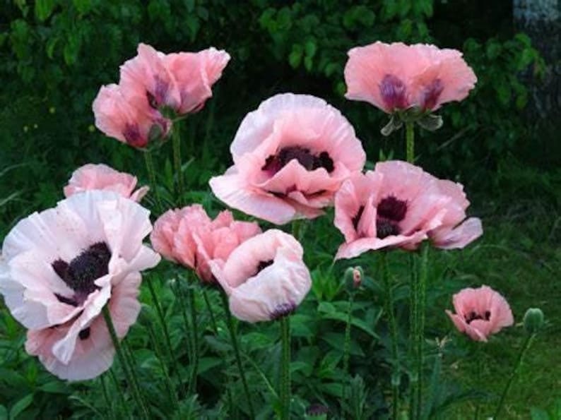 50 Seeds Coral Reef Poppy Prinzessin Victoria Louise, Papaver Orientale ...