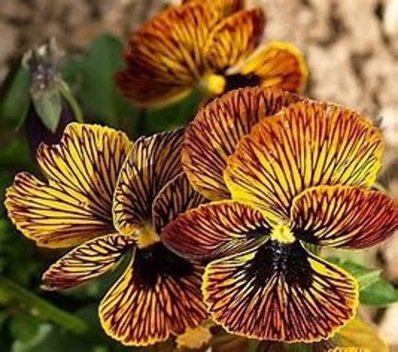 25 Seeds Tiger Eye Yellow F1 Viola Cornuta - Etsy UK