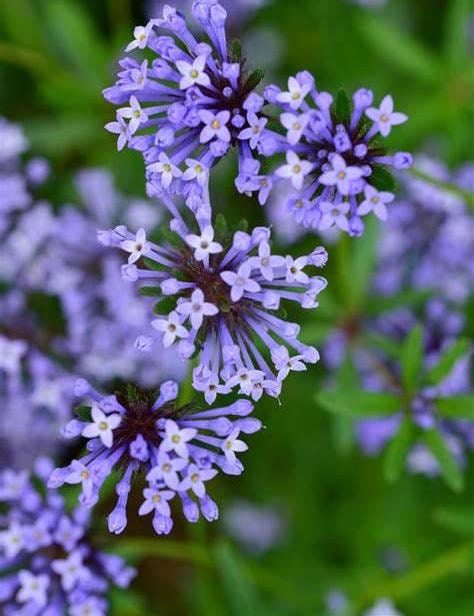 20 Seeds Blue Woodruff, Asperula Orientalis - Etsy UK
