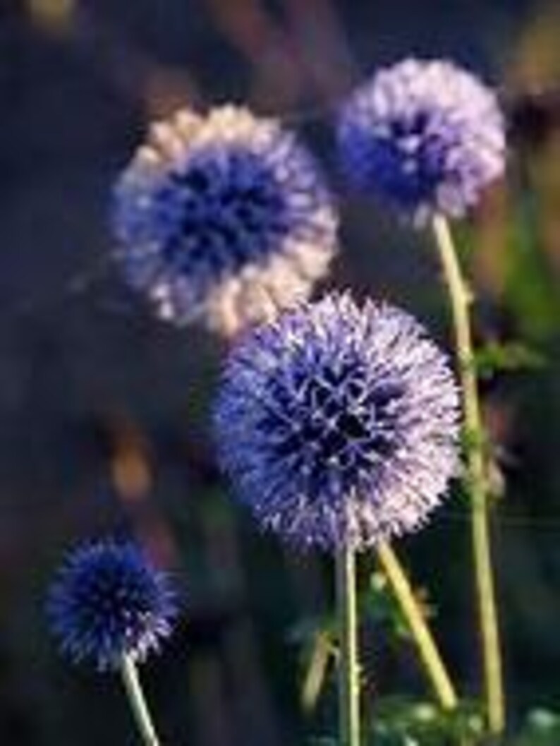 20 Seeds Echinops Ritro - Etsy UK