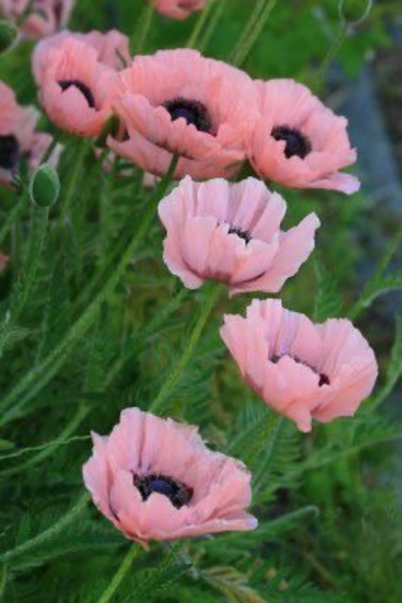 50 Seeds Coral Reef Poppy Prinzessin Victoria Louise, Papaver Orientale ...