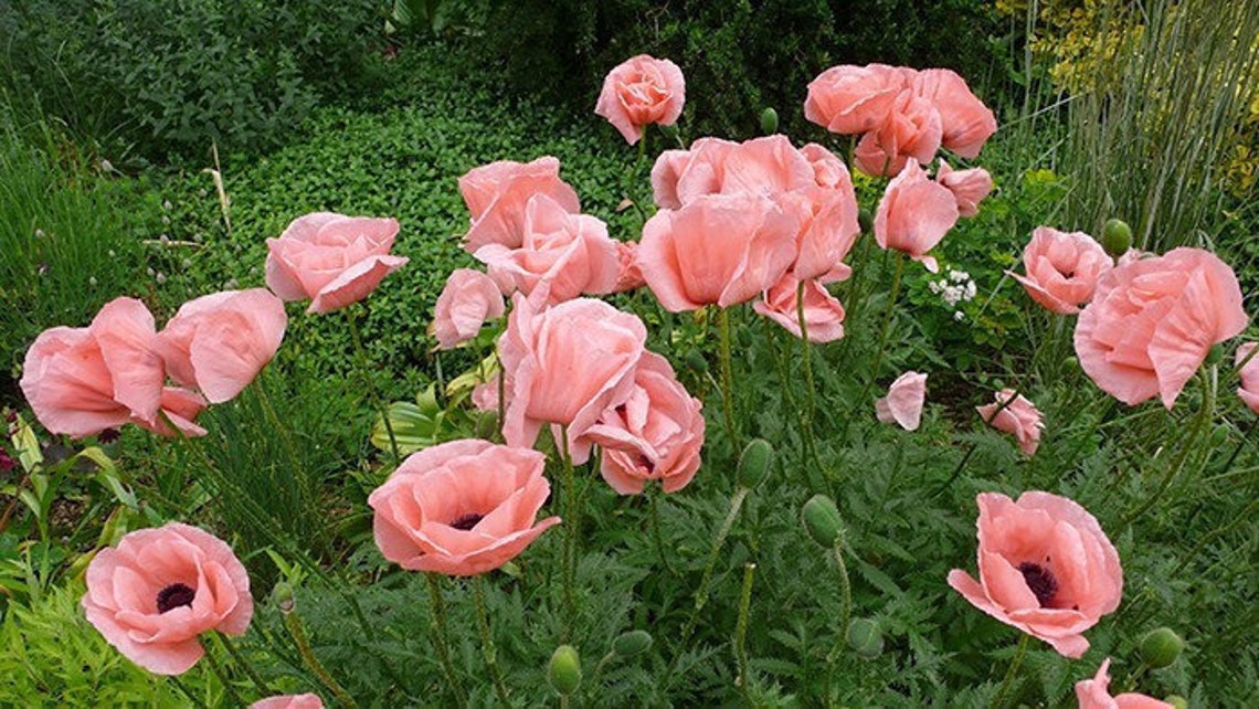 50 Seeds Coral Reef Poppy Prinzessin Victoria Louise, Papaver Orientale ...