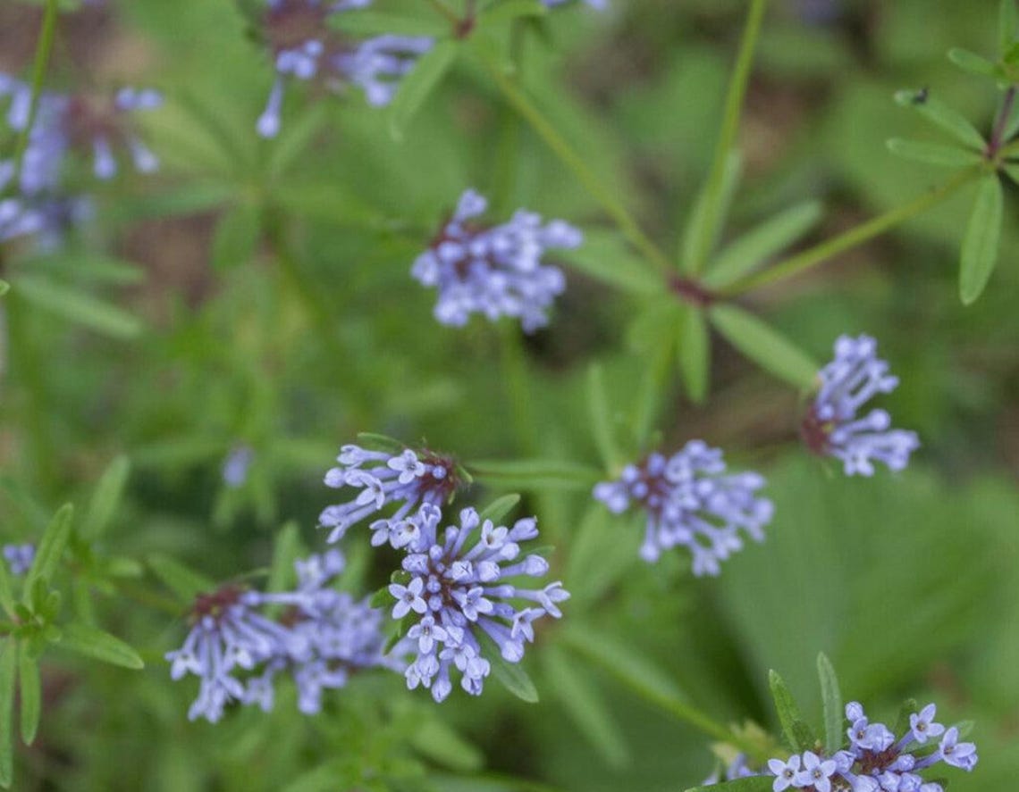 20 Seeds Blue Woodruff, Asperula Orientalis - Etsy UK