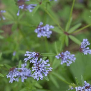 20 Seeds Blue Woodruff, Asperula Orientalis - Etsy UK