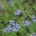 20 Seeds Blue Woodruff, Asperula Orientalis - Etsy UK
