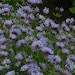 20 Seeds Blue Woodruff, Asperula Orientalis - Etsy UK