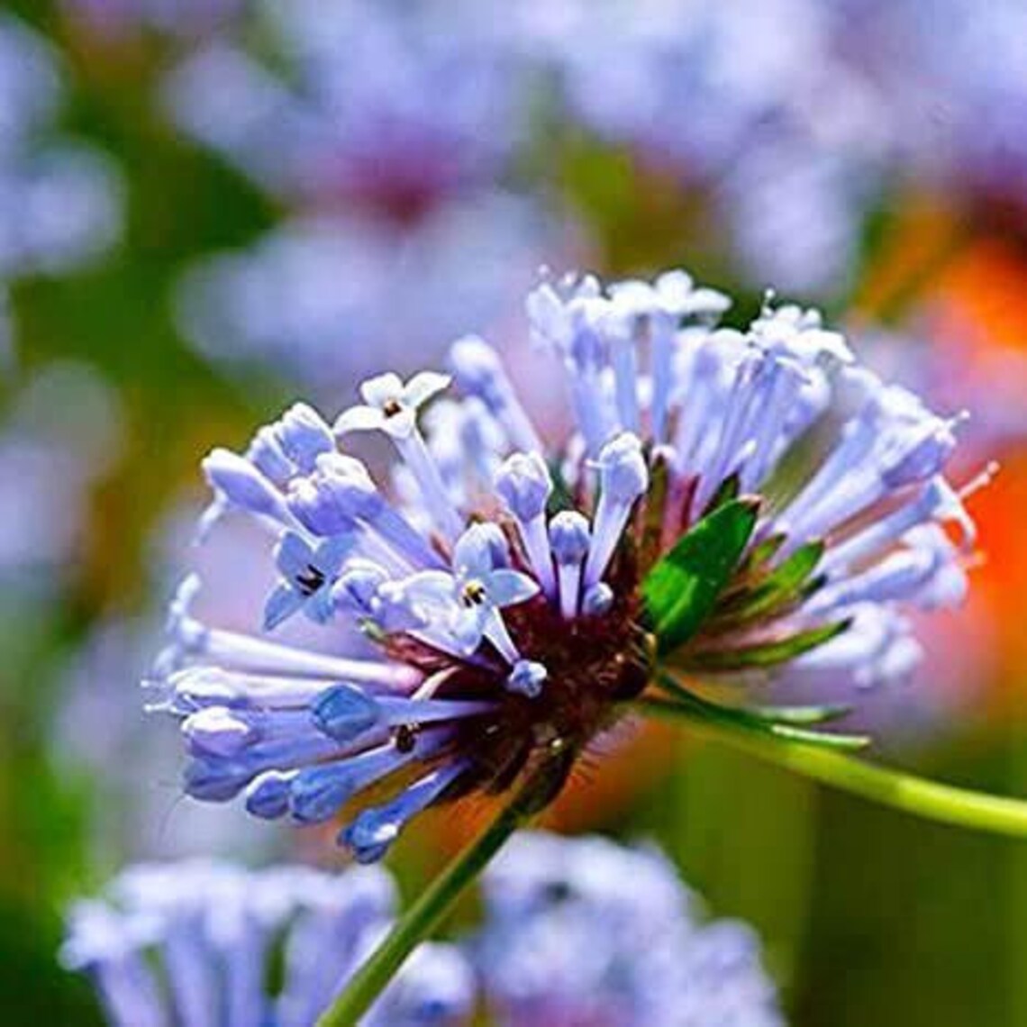 20 Seeds Blue Woodruff, Asperula Orientalis - Etsy UK