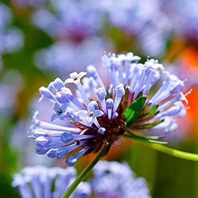20 Seeds Blue Woodruff, Asperula Orientalis - Etsy UK