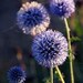 20 Seeds Echinops Ritro - Etsy UK