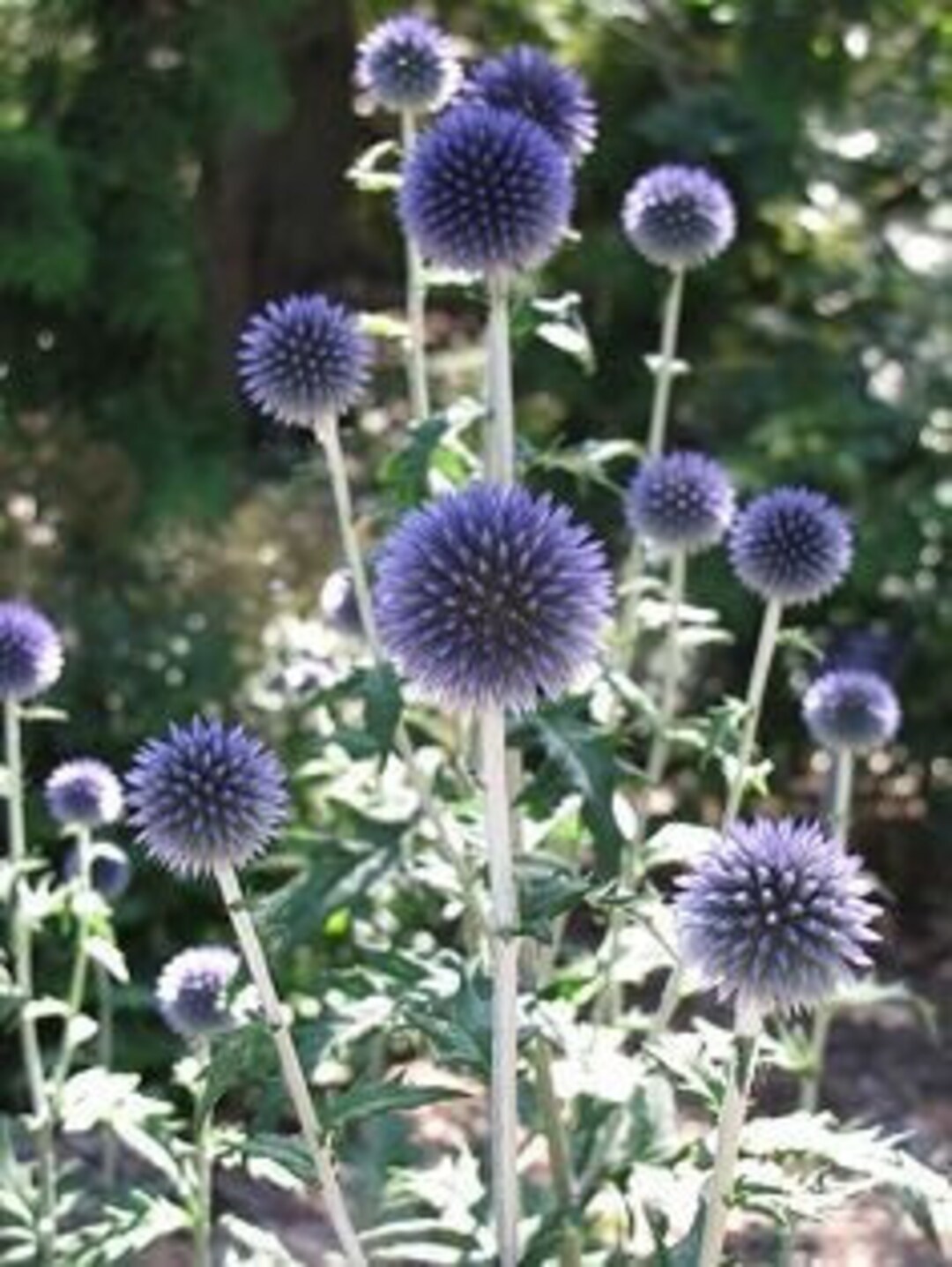 20 Seeds Echinops Ritro - Etsy UK