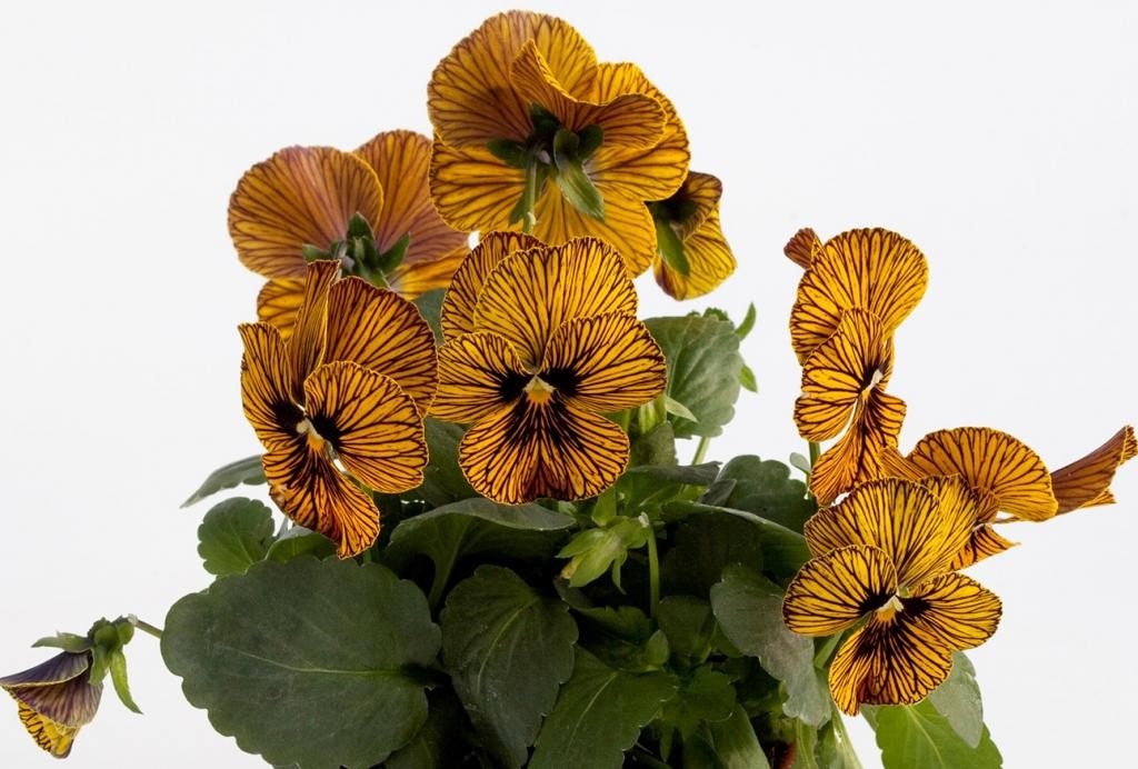 25 Seeds Tiger Eye Yellow F1, Viola Cornuta - Etsy UK