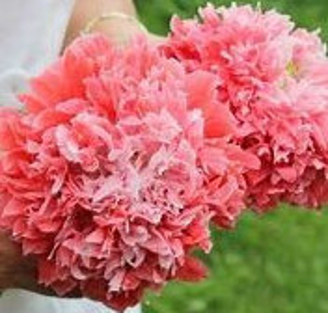 50 Seeds Frosted Salmon Peony Poppy Somniferum, Papaver - Etsy UK