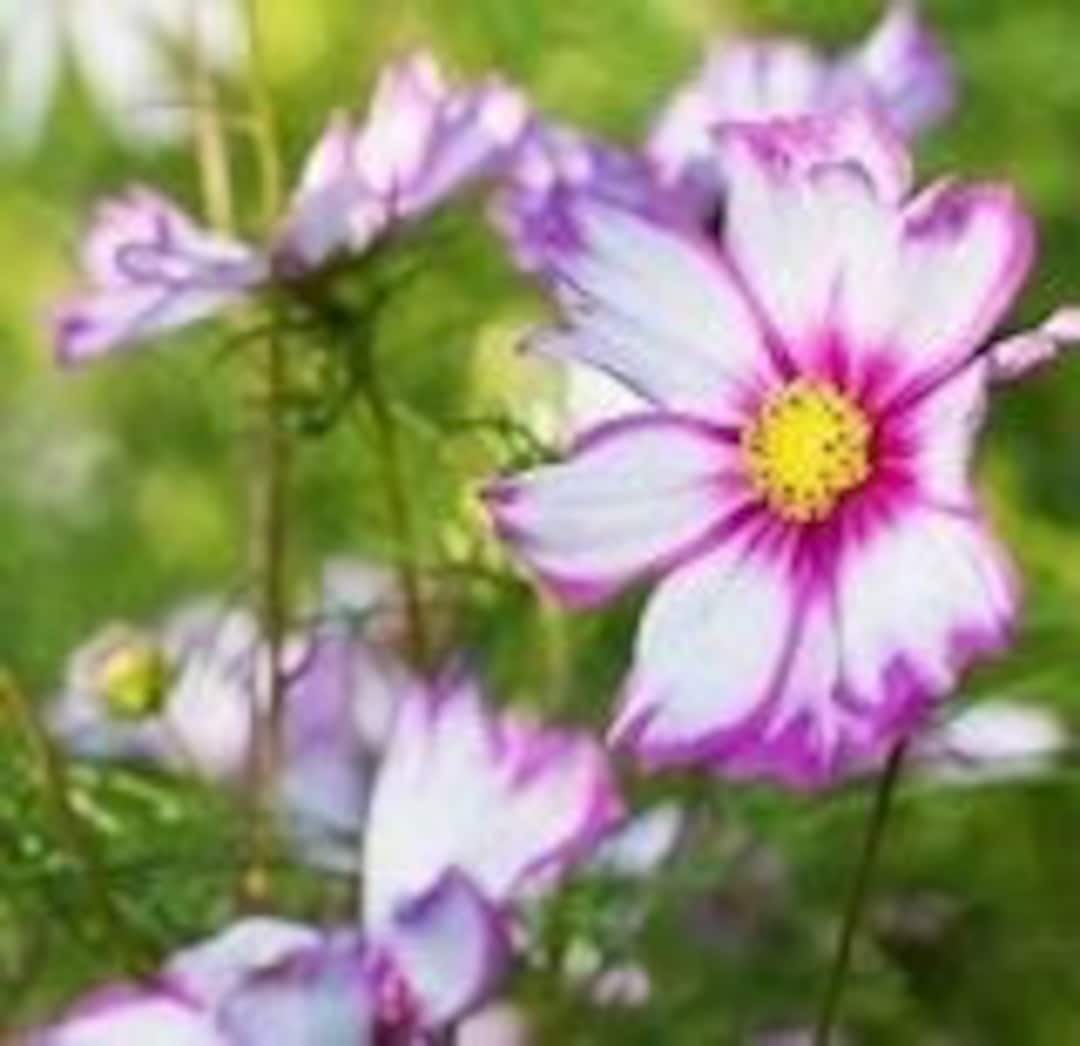 20 Seeds Cosmos Bipinnatus Capriola - Etsy Ireland