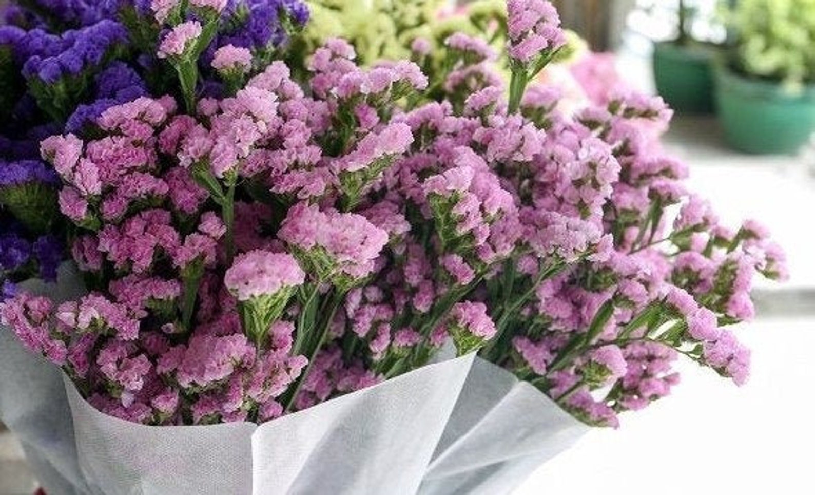 30 Seeds Pink Statice Limonium Sinuatum | Etsy