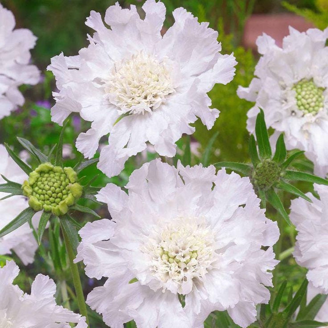 20 Seeds White Scabious, Scabiosa Atropurpurea - Etsy UK