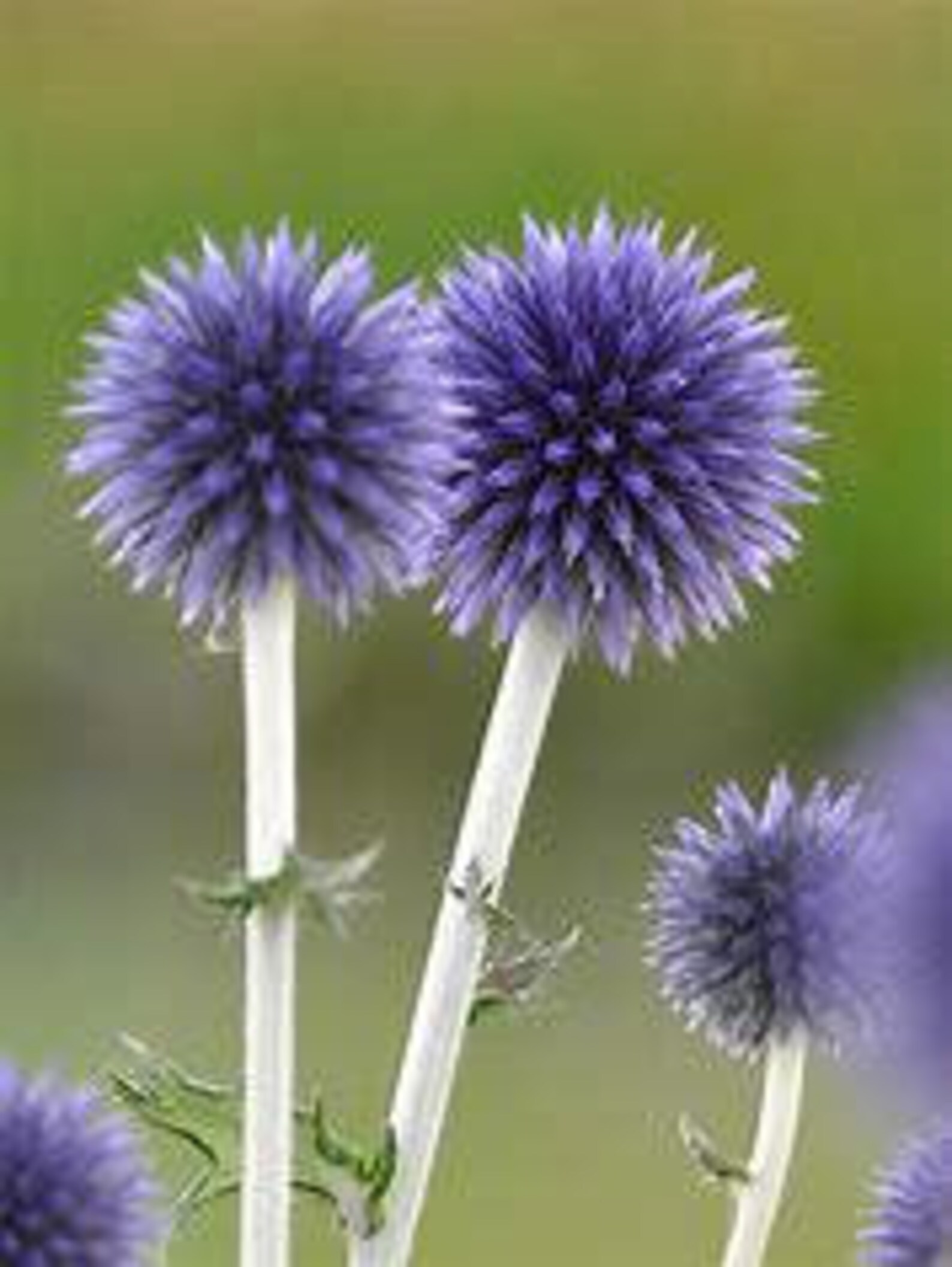 20 Seeds Echinops Ritro - Etsy UK