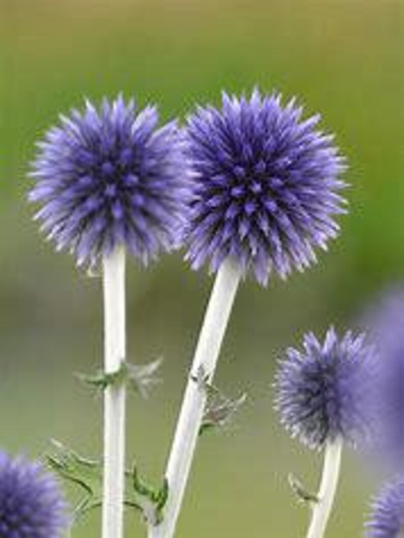 20 Seeds Echinops Ritro - Etsy UK