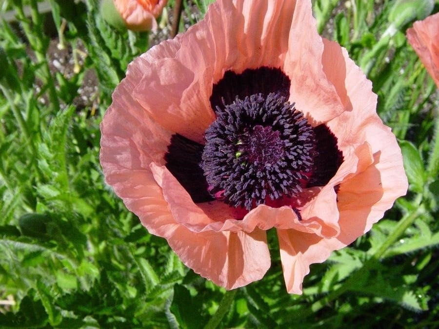 50 Seeds Coral Reef Poppy Prinzessin Victoria Louise, Papaver Orientale ...