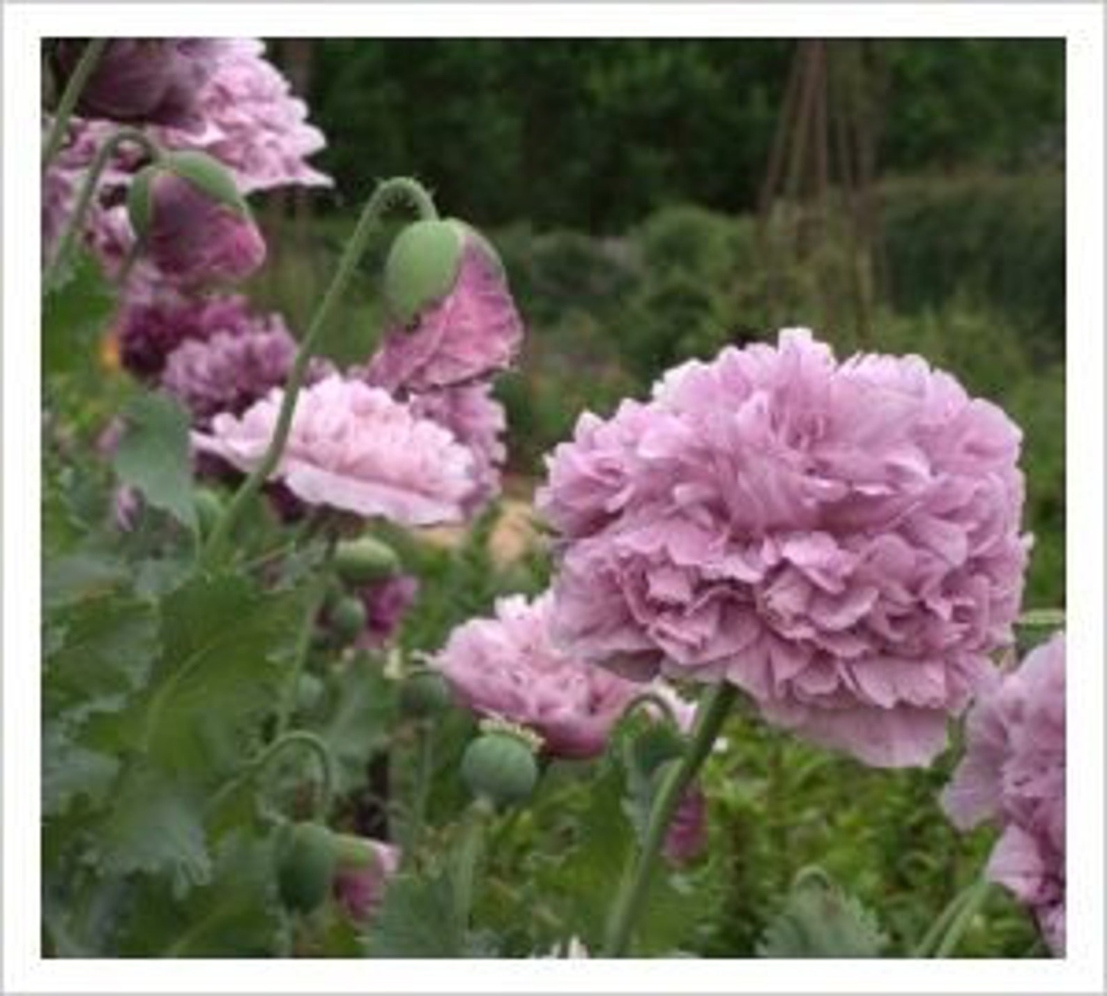 50 Seeds Lilac Peony Poppy Somniferum, Papaver - Etsy UK