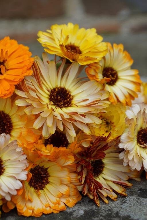 30 Seeds Playtime Mix, Calendula Officinalis, Pot Marigold - Etsy UK