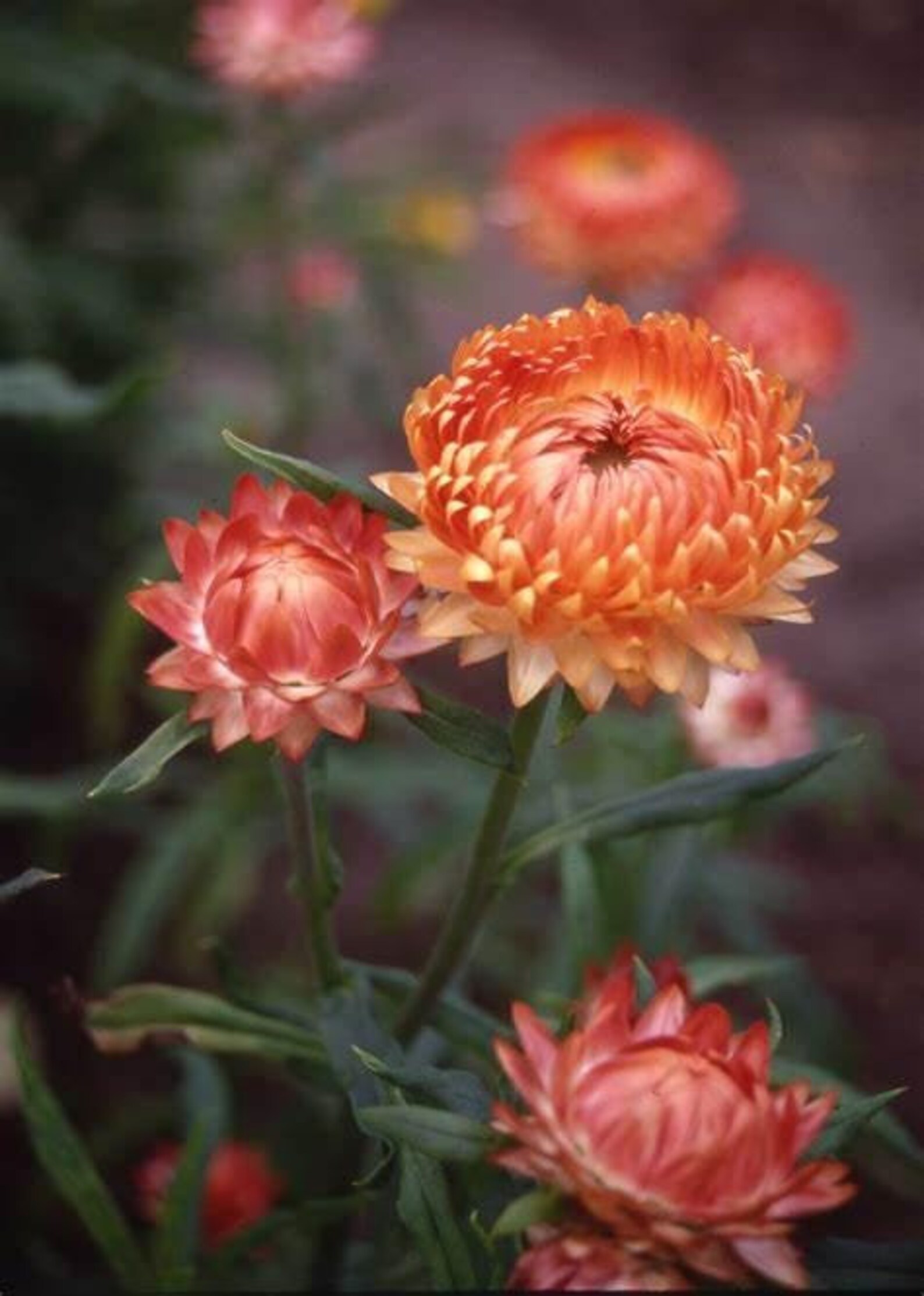 50 Seeds Salmon Rose Strawflower Paper Daisy, Helichrysum Bracteatum ...