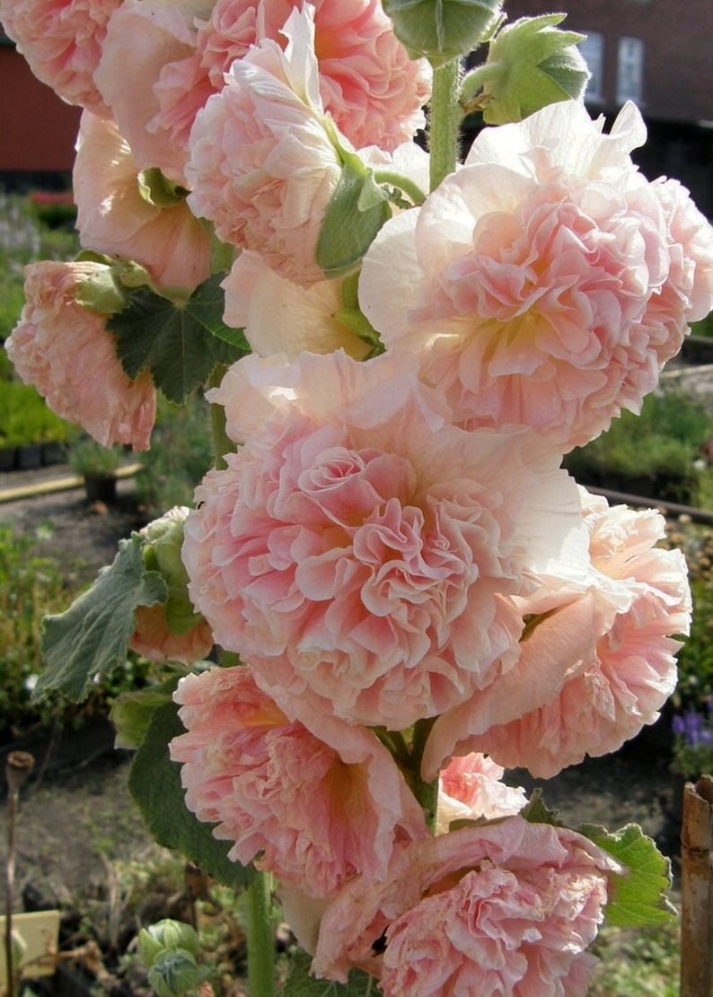 20 Seeds Hollyhock Alcea Chater's Double Apricot-orange - Etsy UK