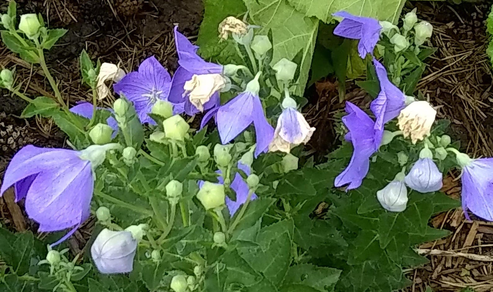 50seeds Platycodon Grandiflora, Balloon Flower - Etsy UK