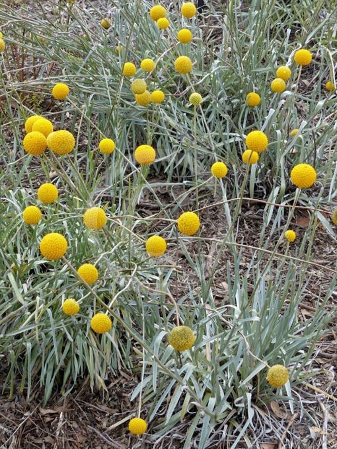 50 Seeds Billy Buttons Drumsticks Craspedia Globosa - Etsy UK