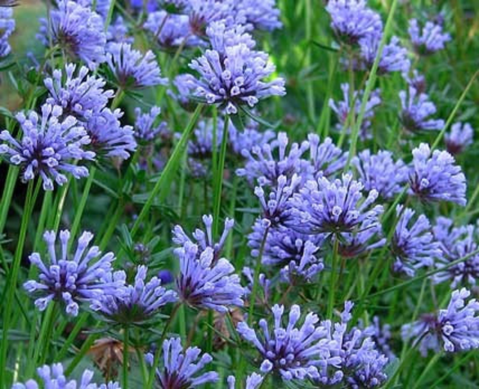 20 Seeds Blue Woodruff, Asperula Orientalis - Etsy UK