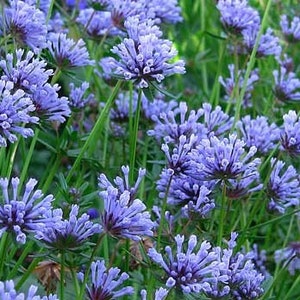 20 Seeds Blue Woodruff, Asperula Orientalis - Etsy UK
