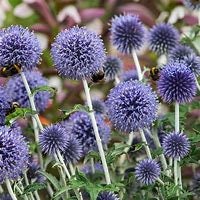 20 Seeds Echinops Ritro - Etsy UK