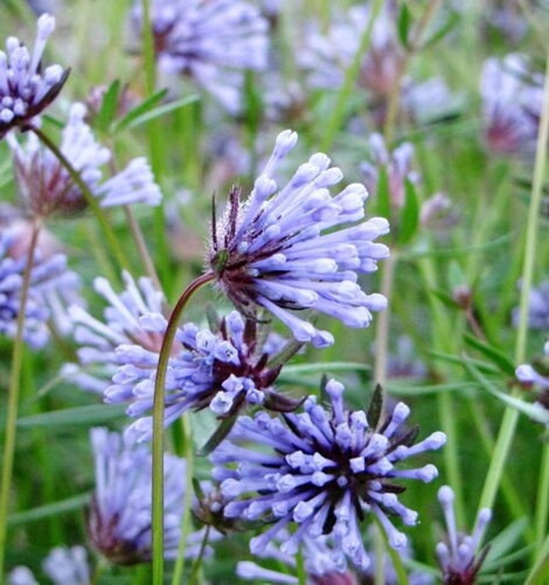 20 Seeds Blue Woodruff, Asperula Orientalis - Etsy UK