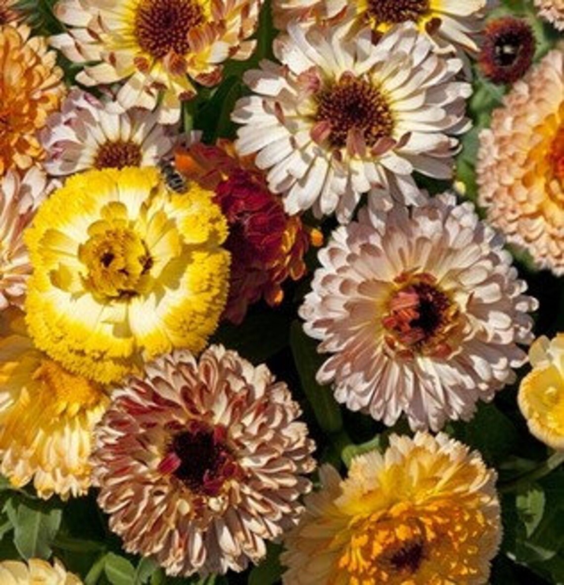 30 Seeds Playtime Mix Calendula Officinalis Pot Marigold | Etsy UK