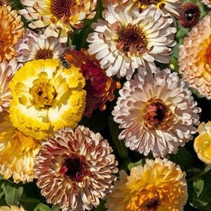 30 Seeds Playtime Mix, Calendula Officinalis, Pot Marigold - Etsy UK