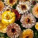 30 Seeds Playtime Mix, Calendula Officinalis, Pot Marigold - Etsy UK