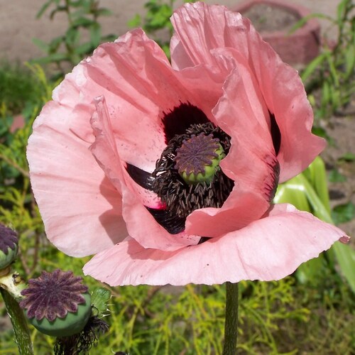 50 Seeds Coral Reef Poppy Prinzessin Victoria Louise, Papaver Orientale ...