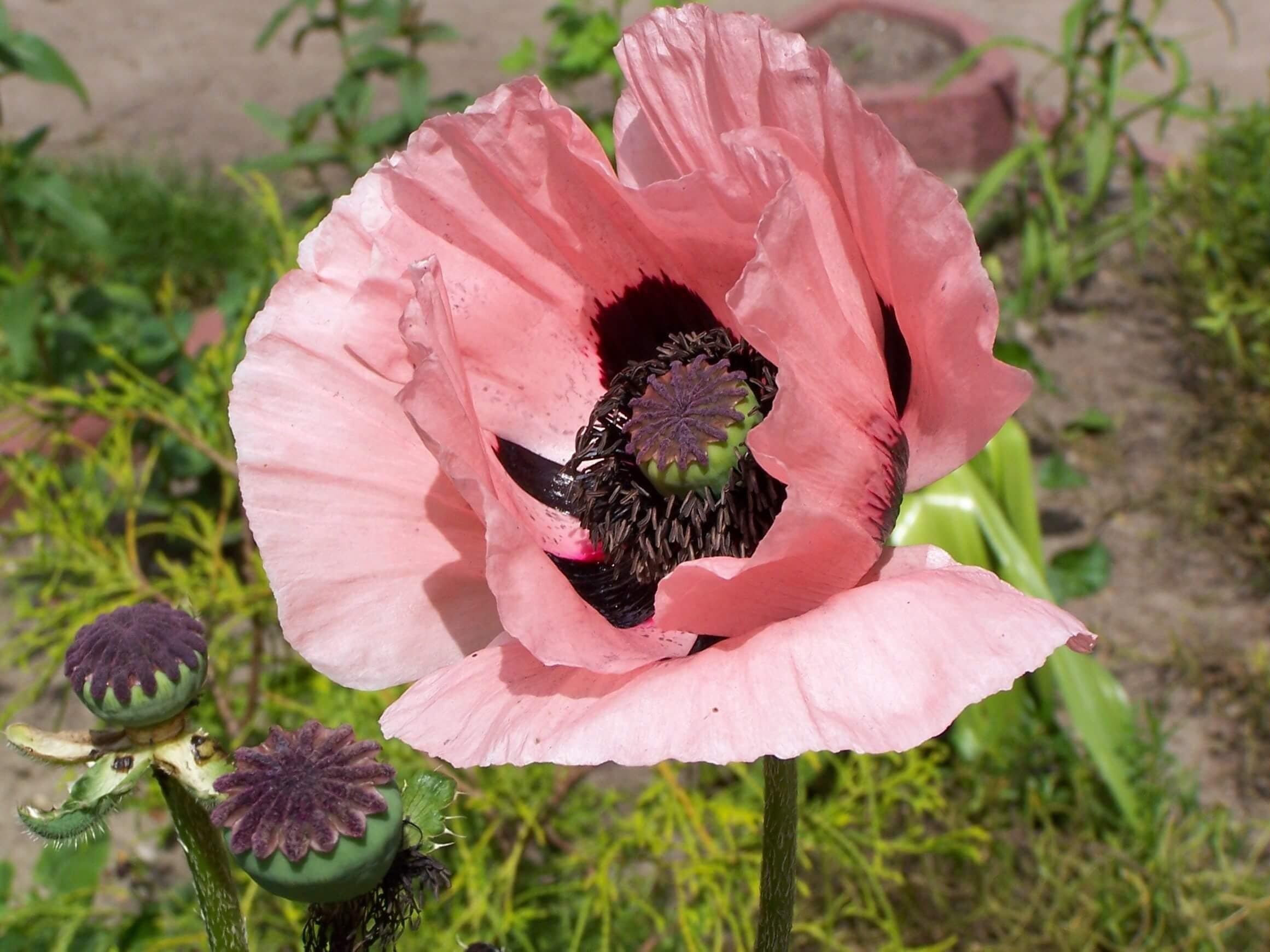 50 Seeds Coral Reef Poppy Prinzessin Victoria Louise, Papaver Orientale ...