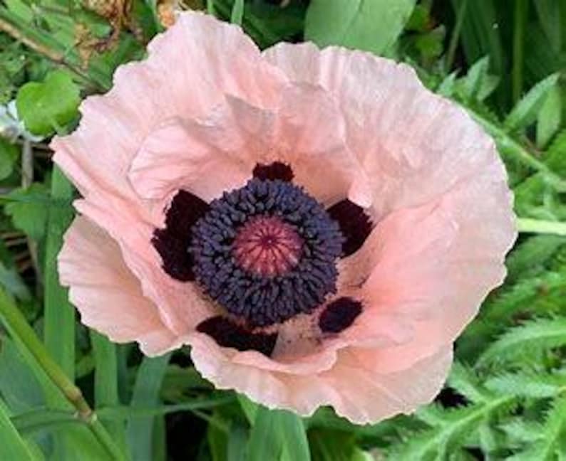 50 Seeds Coral Reef Poppy Prinzessin Victoria Louise, Papaver Orientale ...