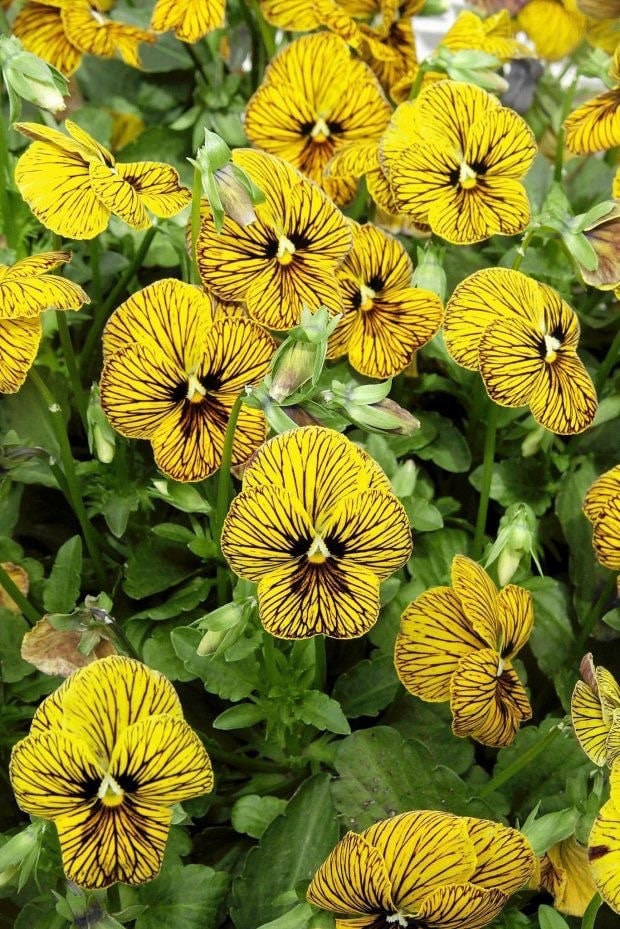 25 Seeds Tiger Eye Yellow F1, Viola Cornuta - Etsy UK