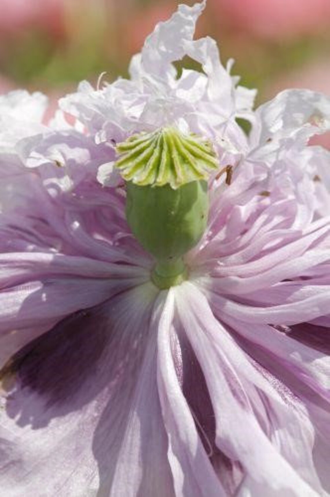 50 Seeds Lilac Peony Poppy Somniferum Papaver - Etsy UK