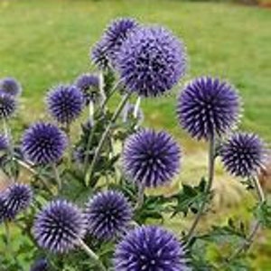 20 Seeds Echinops Ritro - Etsy UK