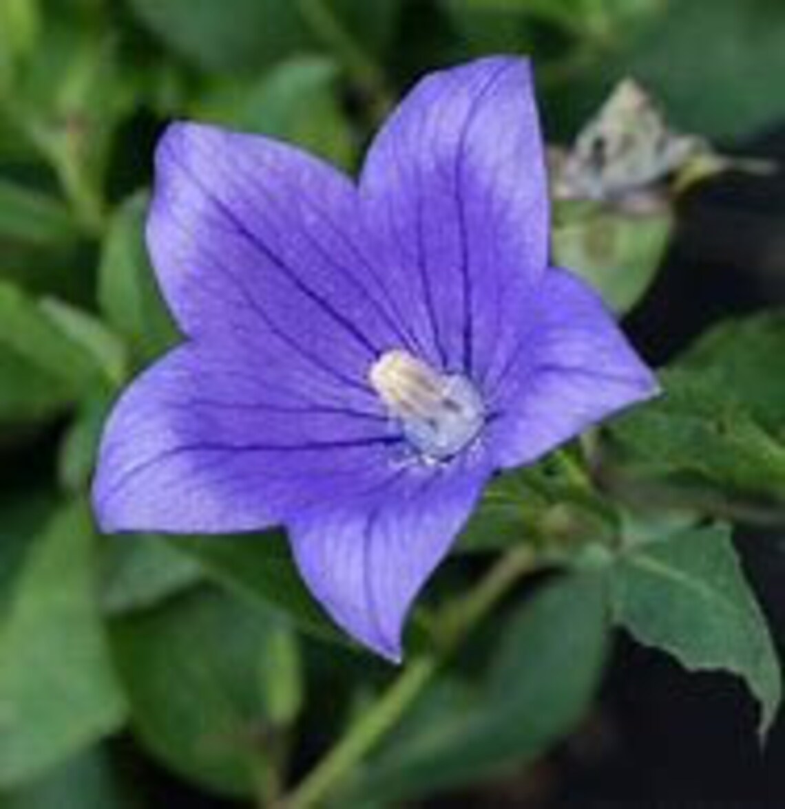 50seeds Platycodon Grandiflora, Balloon Flower - Etsy UK
