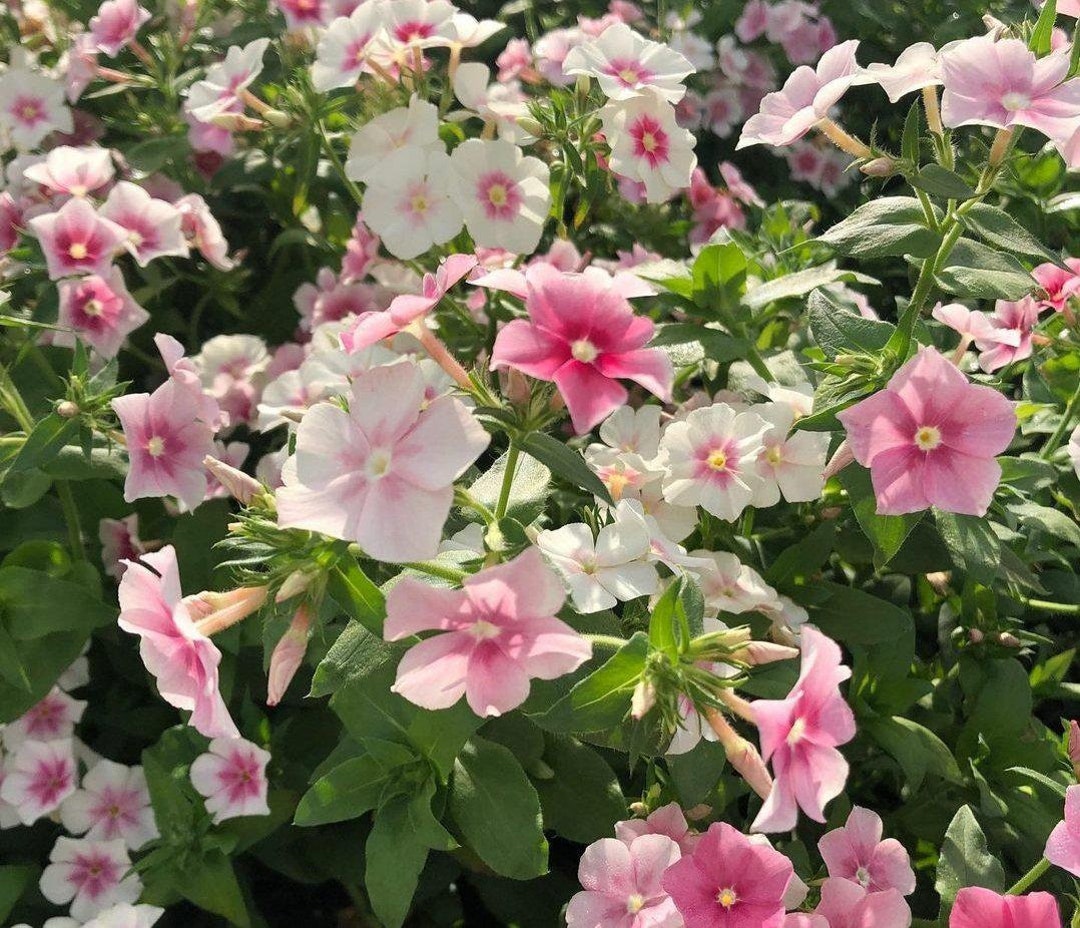 40 Seeds Blushing Bride, Phlox Drummondii - Etsy Hong Kong