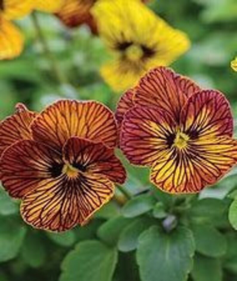 25 Seeds Tiger Eye Yellow F1, Viola Cornuta - Etsy UK