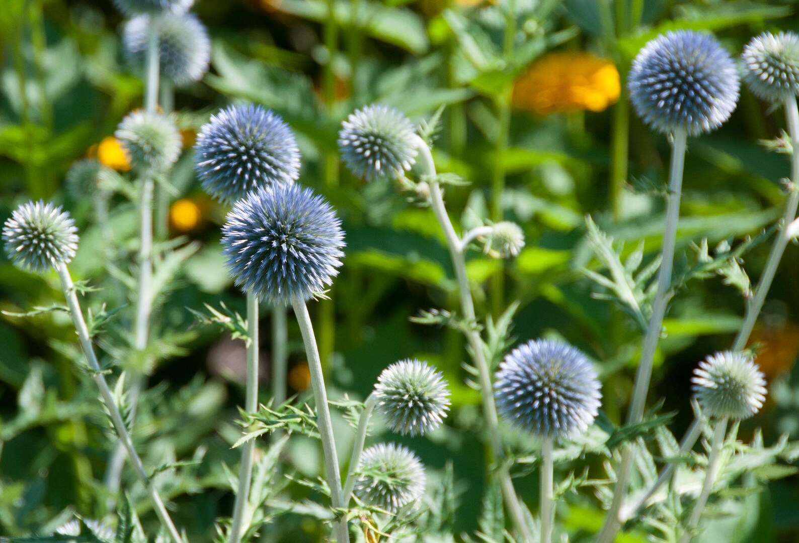 20 Seeds Echinops Ritro - Etsy UK